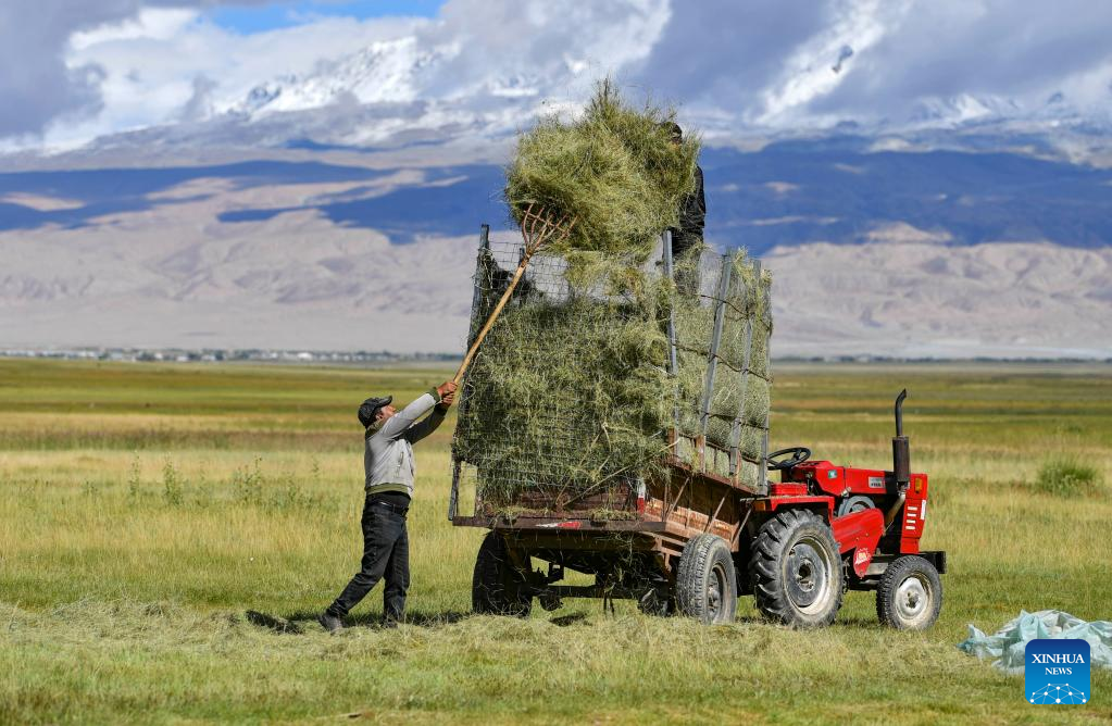 Herdsmen busy preparing winter forage for livestock in Xinjiang-Xinhua