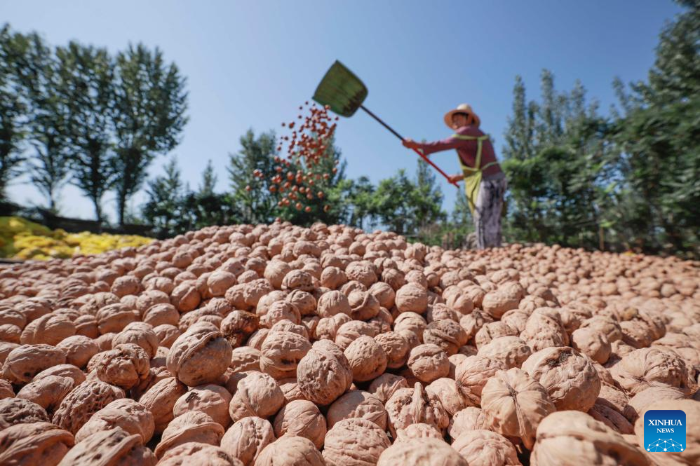 Autumn harvest in full swing in China-Xinhua