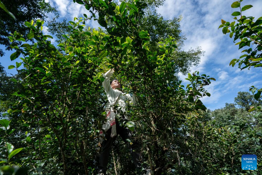 Farmers busy picking tea leaves in Pu'er, China's Yunnan-Xinhua