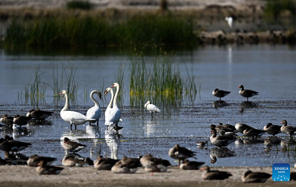 Migratory birds seen at Ulan Suhai Lake in north China-Xinhua