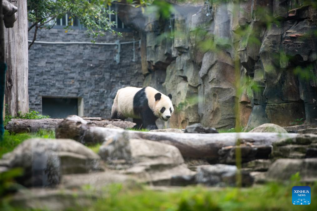 In pics: 2nd pair of pandas of opposite genders to grace Wuhan-Xinhua
