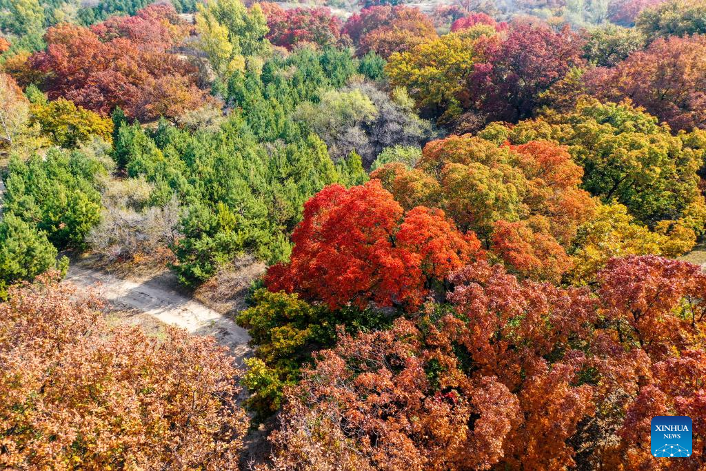 Autumn scenery of forest park in N China's Inner Mongolia-Xinhua