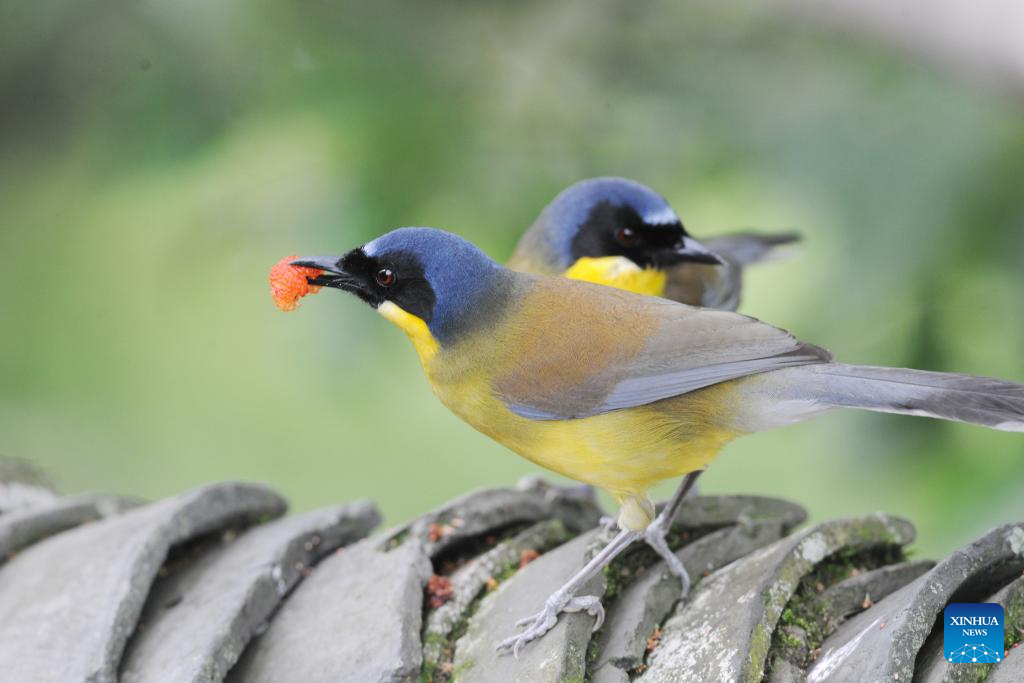 Across China: Nature lovers aid revitalization of "China's most ...