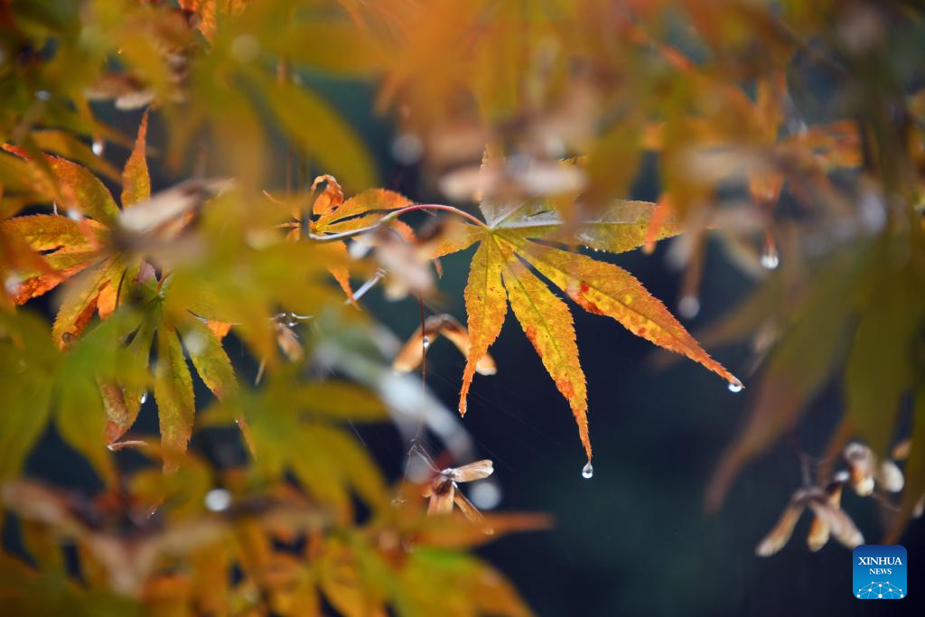 Autumn scenery across China-Xinhua