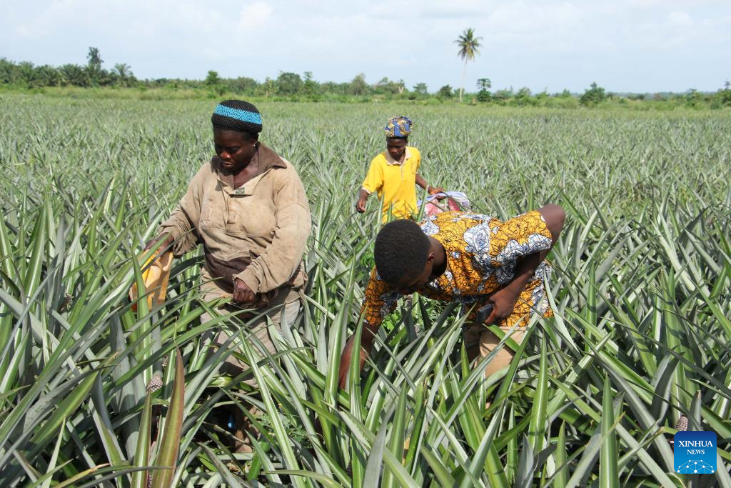 (CIIE) Feature: CIIE opens vast market for Benin's pineapples-Xinhua