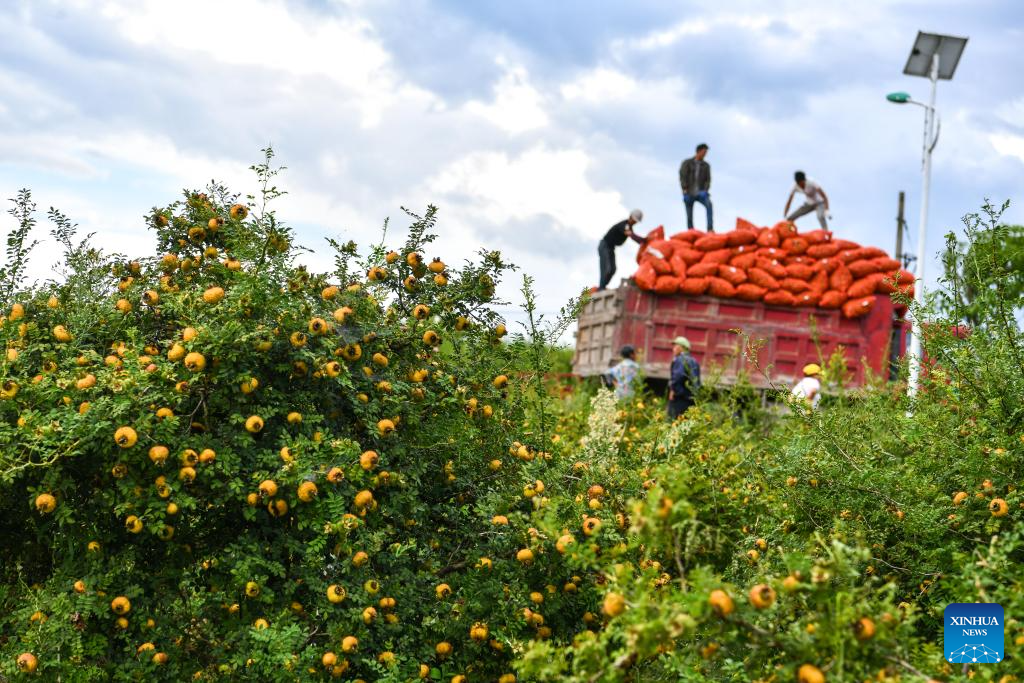 Throny fruits boost income of local farmers in China's Guizhou and ...