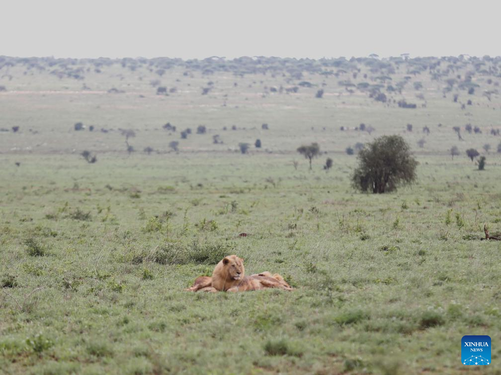 In pics: Taita Hills Wildlife Sanctuary in Taita-Taveta County, Kenya-Xinhua