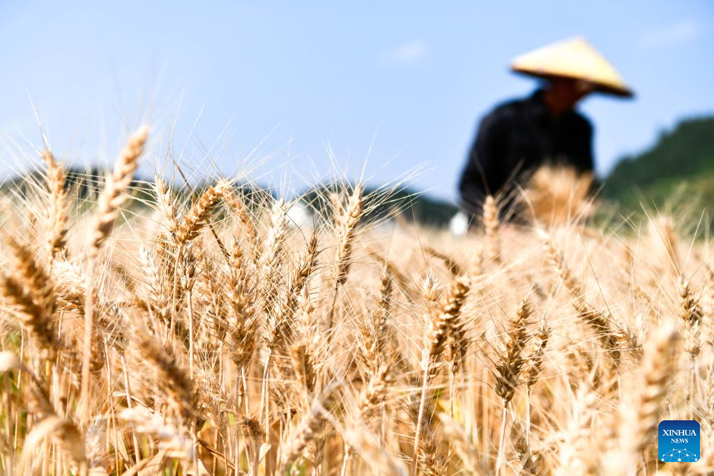 China's 2023 grain output hits record high-Xinhua