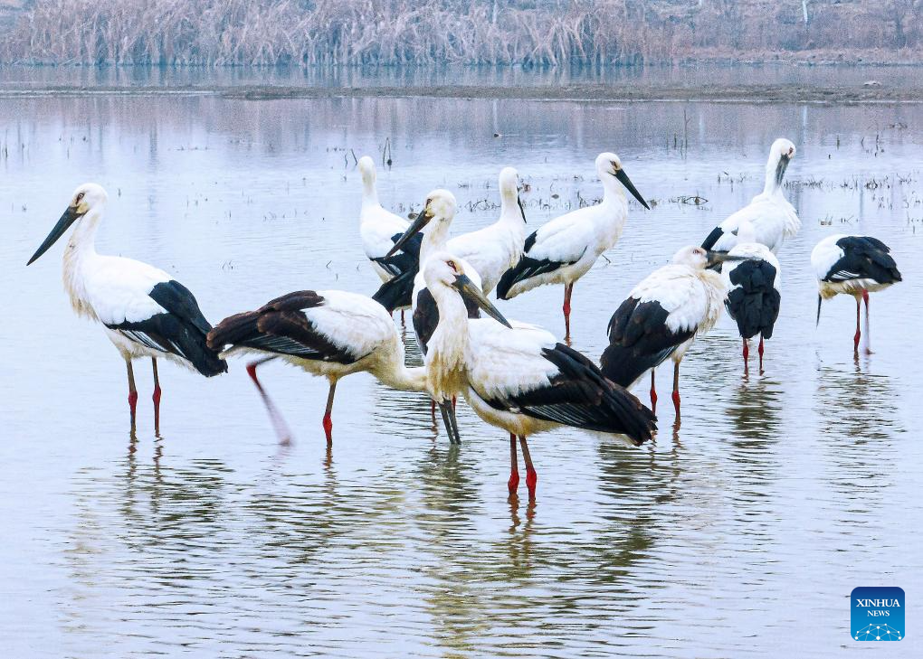 Oriental storks seen in wetland in E China's Anhui-Xinhua