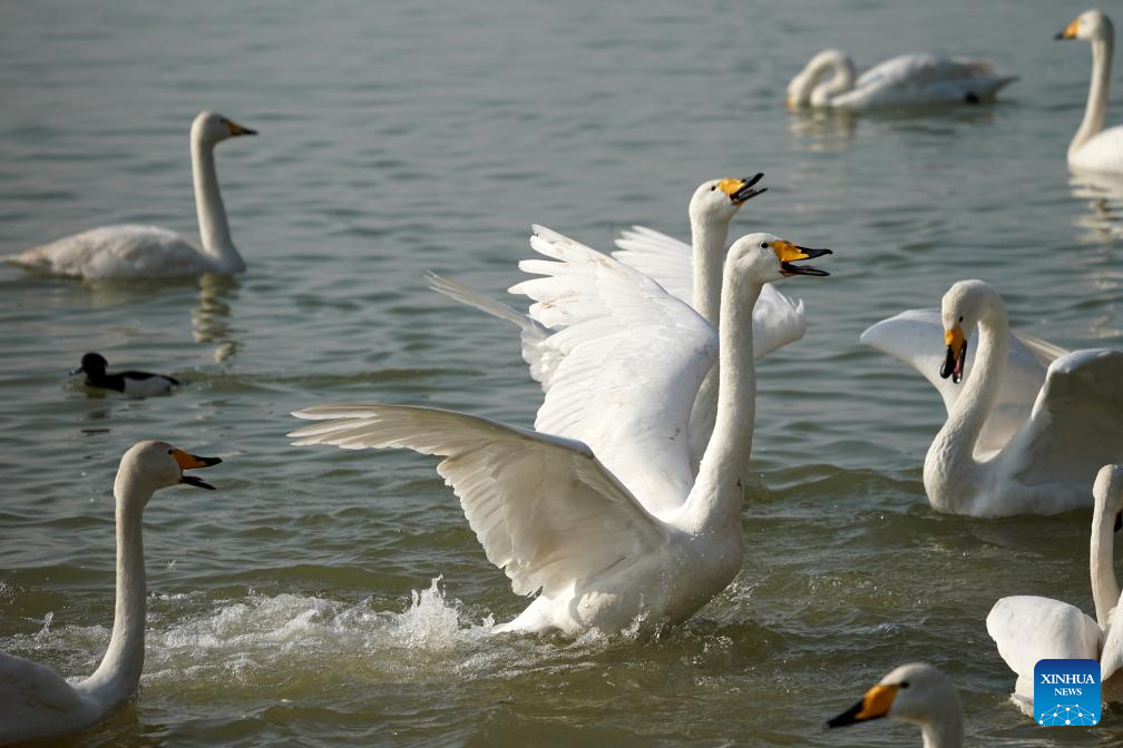 White swans seen at Pinglu Yellow River Wetland in N China-Xinhua