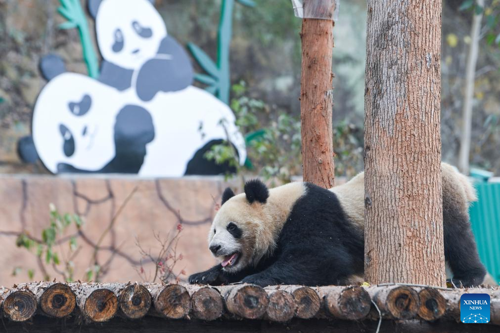 4 giant pandas meet public at Locajoy animal theme park in Chongqing-Xinhua
