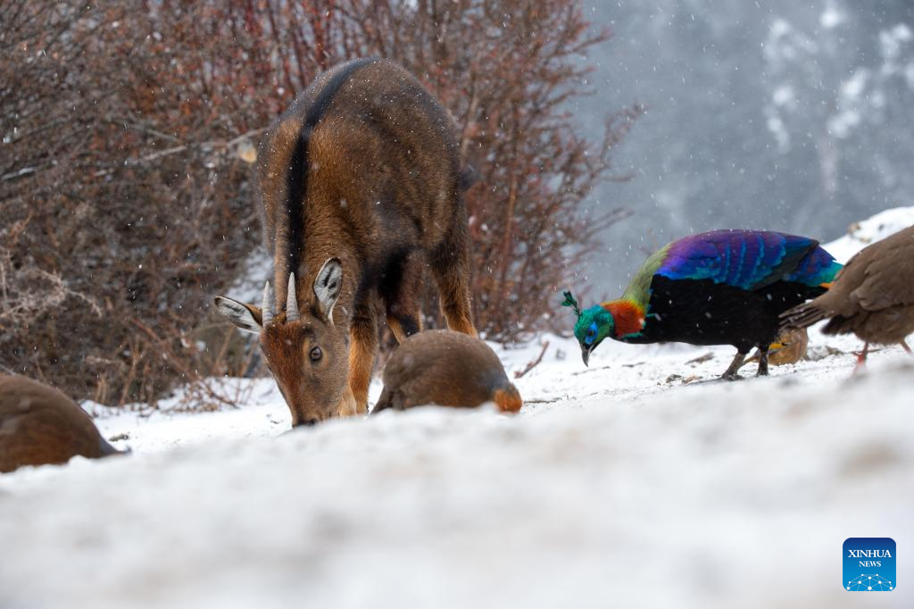 Rare animals seen in China's Xizang-Xinhua
