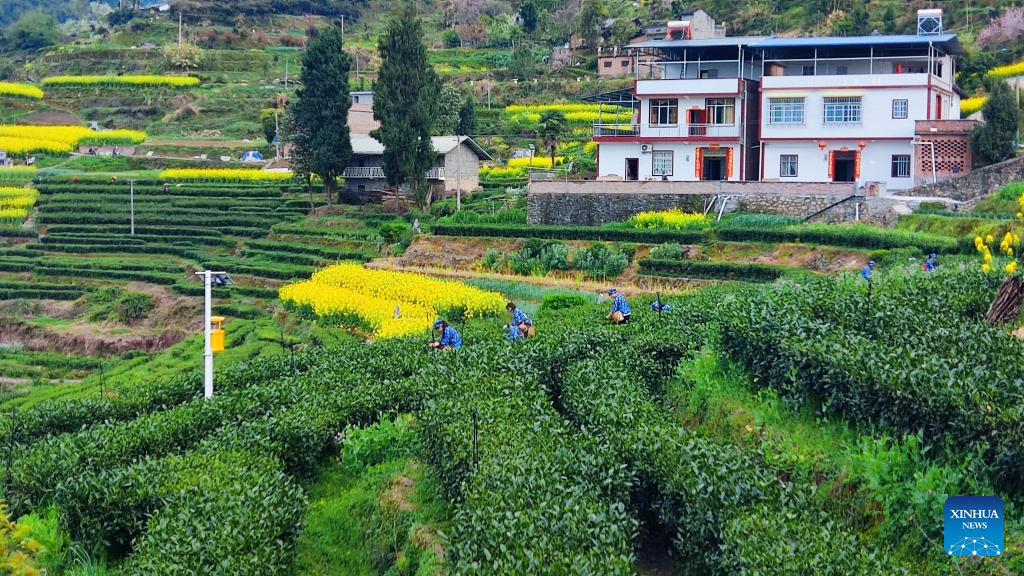 Tea gardens enter spring tea picking period in SW China-Xinhua