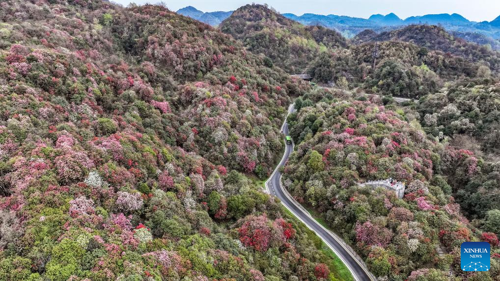 Spring scenery of azalea scenic area in Bijie, SW China-Xinhua