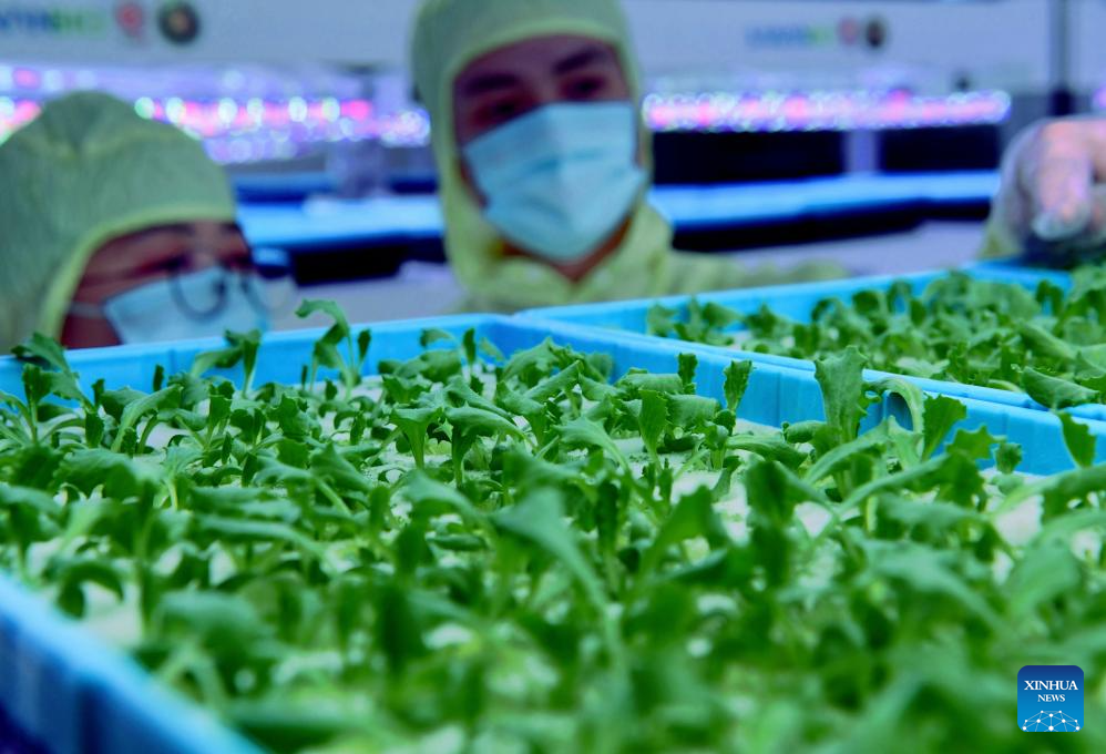 Intelligent plant cultivating system boosts vegetable output at Fujian ...