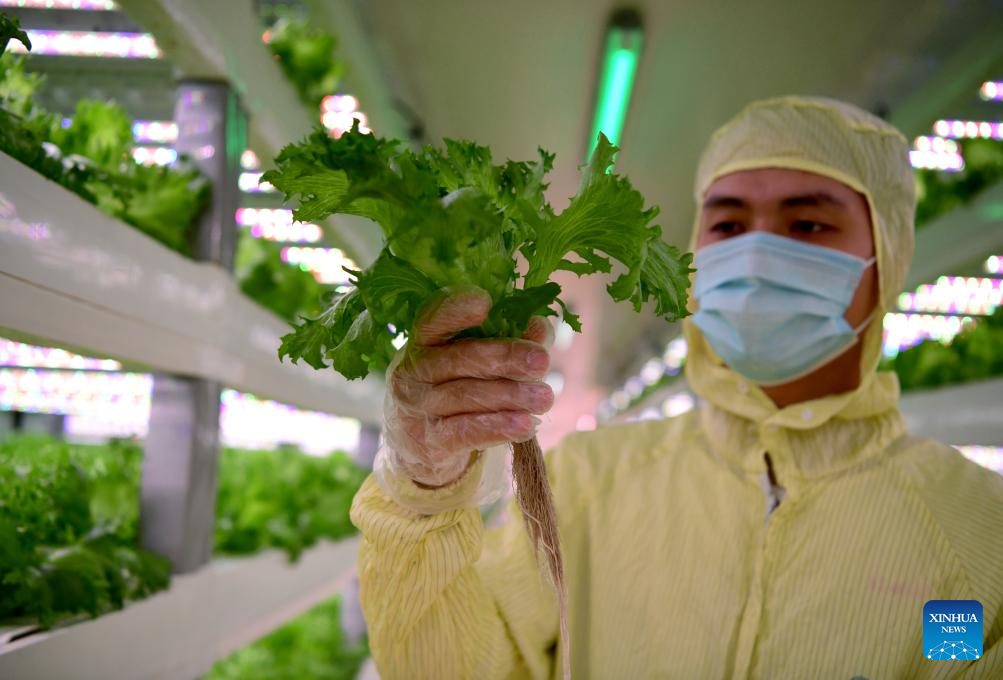 Intelligent plant cultivating system boosts vegetable output at Fujian ...