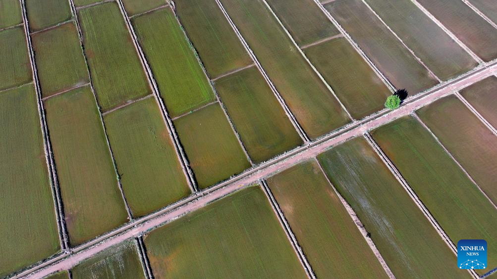 Scenery of paddy fields along Yellow River in Yinchuan, NW China-Xinhua