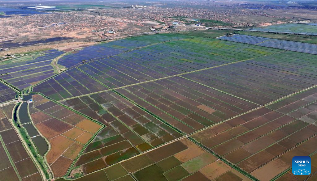 Scenery of paddy fields along Yellow River in Yinchuan, NW China-Xinhua