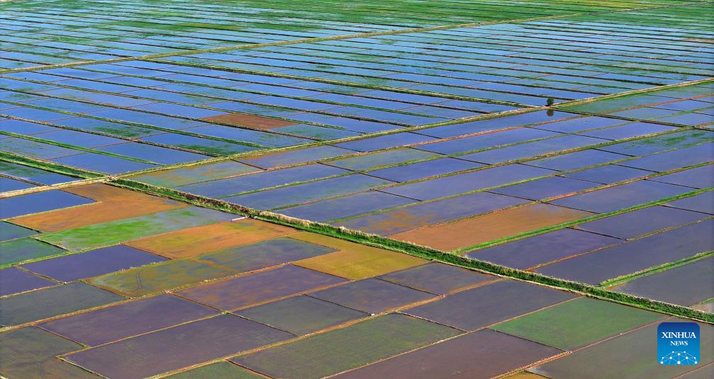 Scenery of paddy fields along Yellow River in Yinchuan, NW China-Xinhua