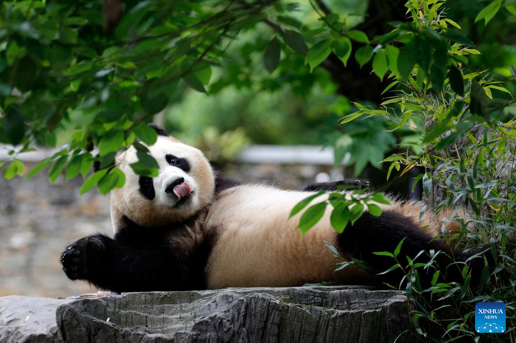 Giant panda star Fu Bao greets the public in southwest China-Xinhua