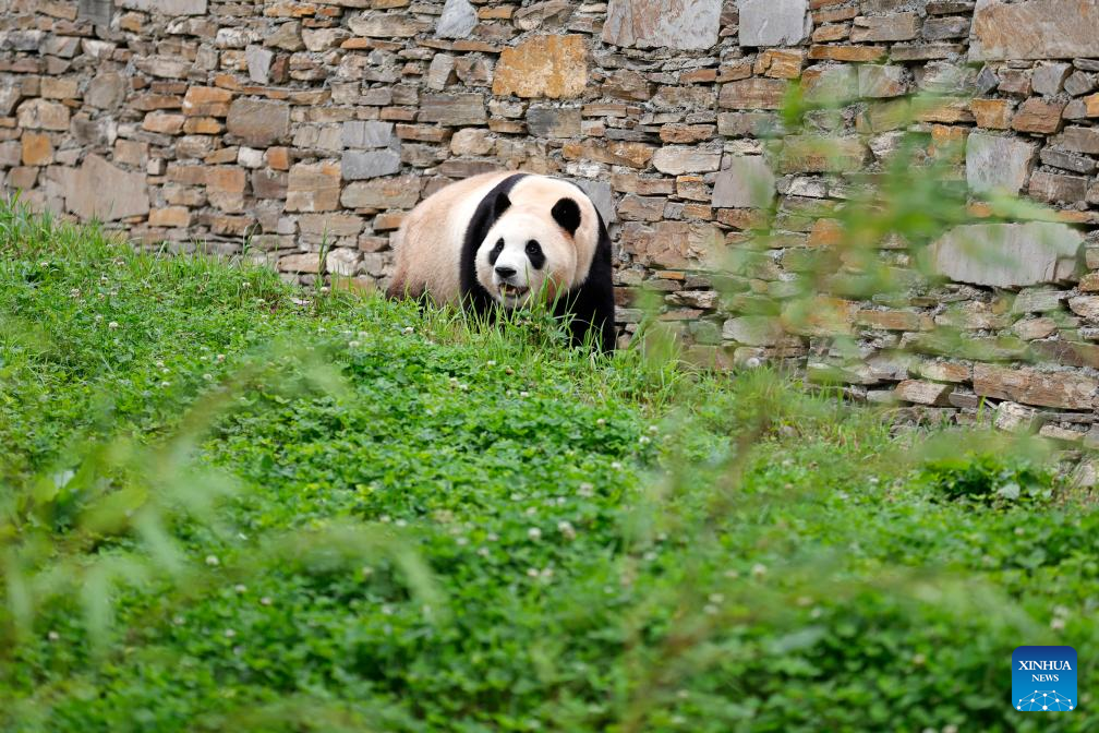 Giant panda star Fu Bao greets the public in southwest China-Xinhua