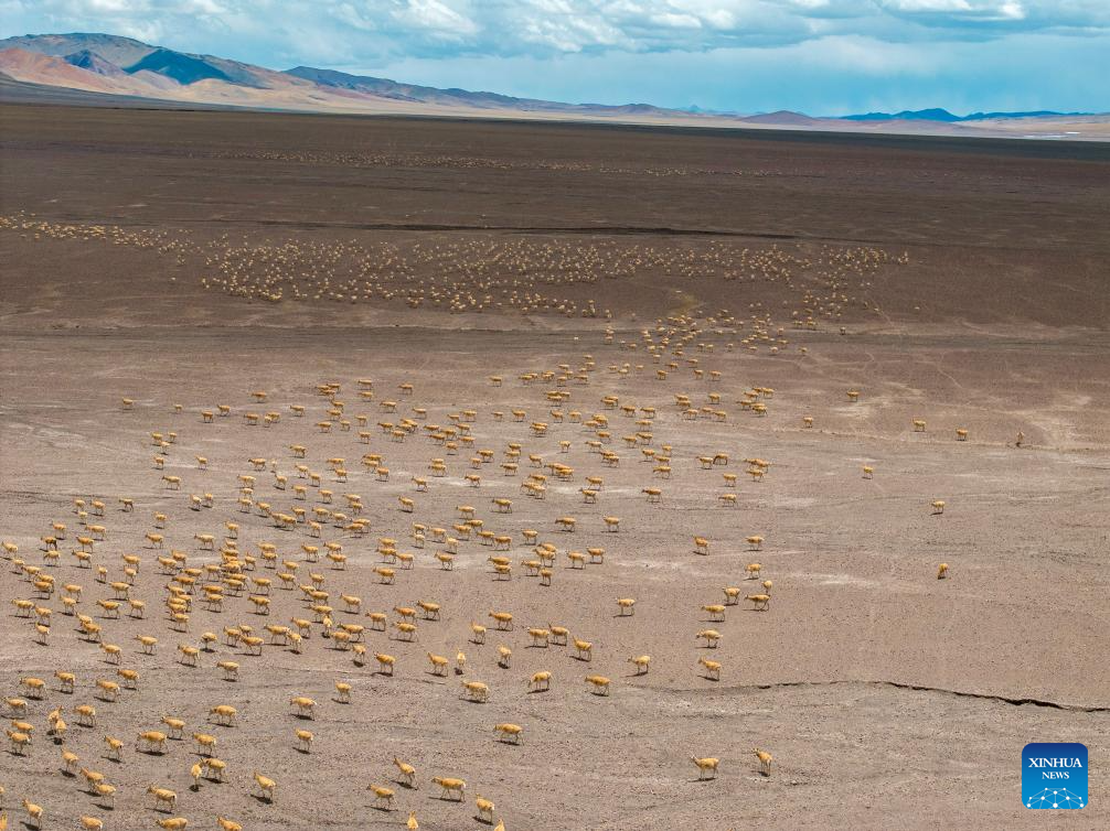In pics: migration of Tibetan antelope in Xizang-Xinhua
