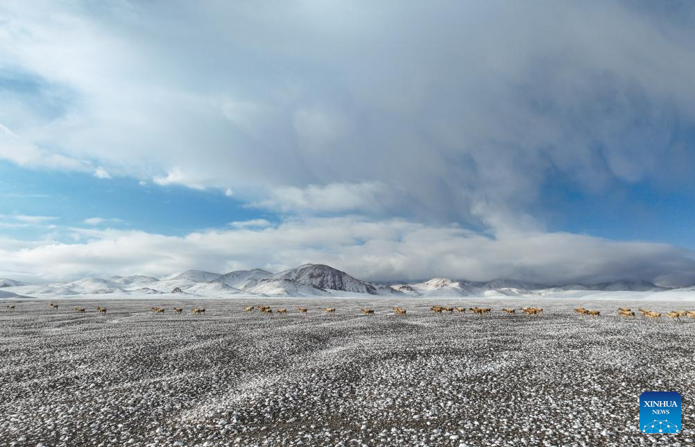 In pics: migration of Tibetan antelope in Xizang-Xinhua