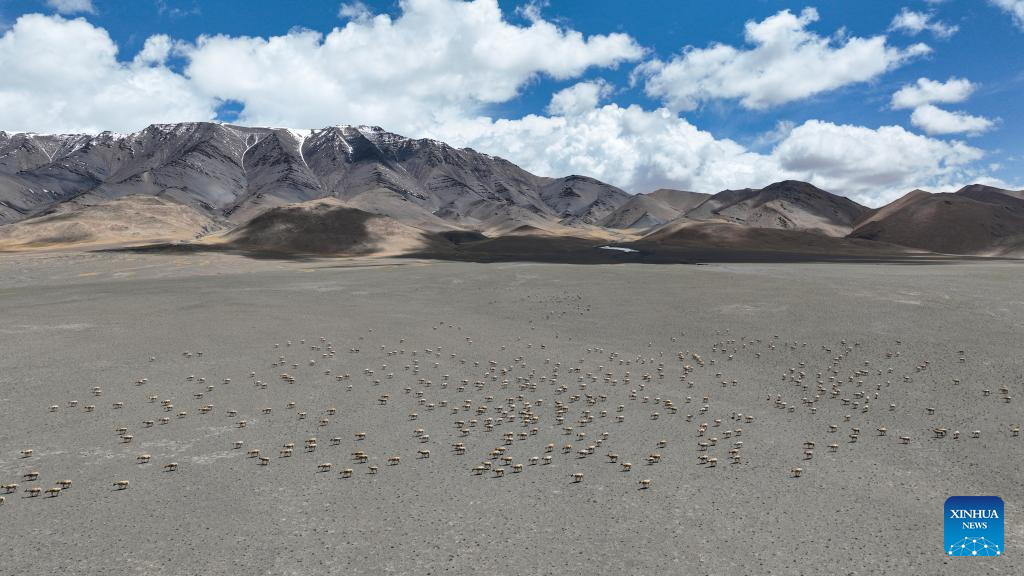 In pics: migration of Tibetan antelope in Xizang-Xinhua