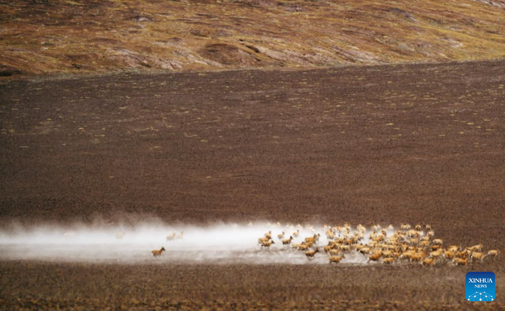 In pics: migration of Tibetan antelope in Xizang-Xinhua