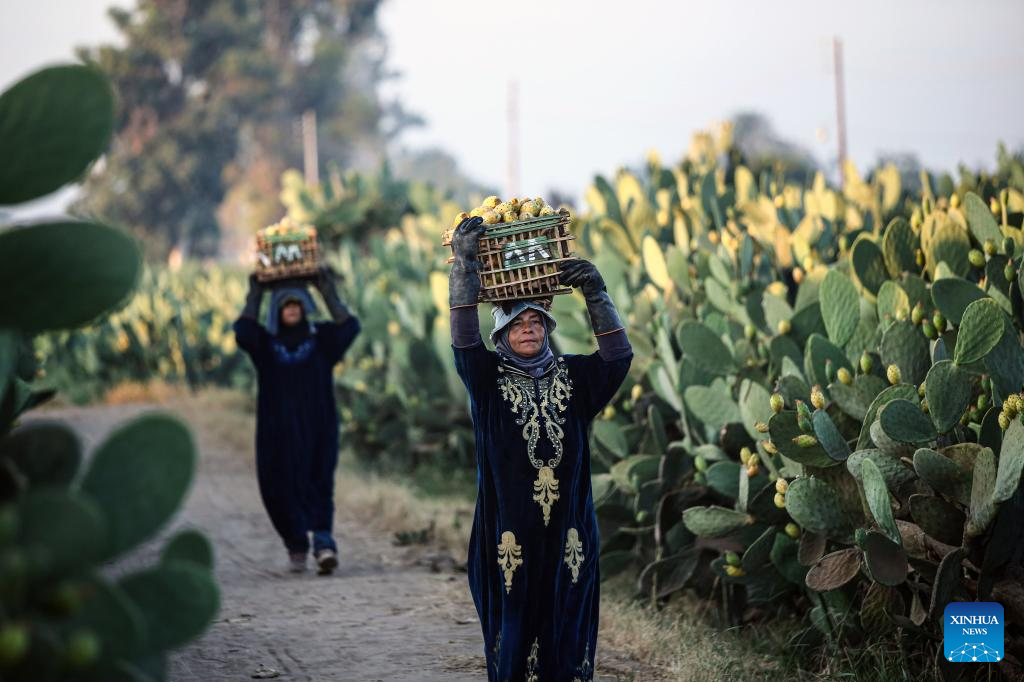 Farmers pick prickly pears at farm in Egypt-Xinhua
