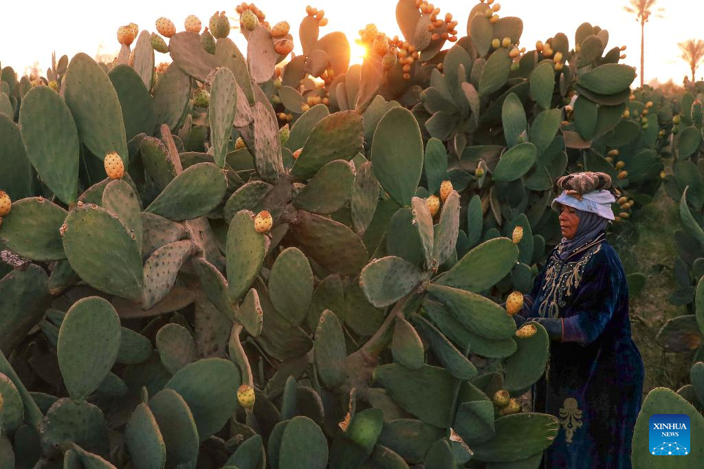 Farmers pick prickly pears at farm in Egypt-Xinhua