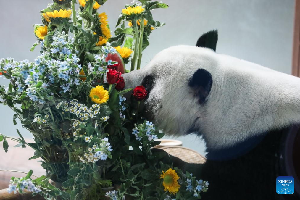 Birthdays of giant pandas Shuangxin, Hexing celebrated in China's ...