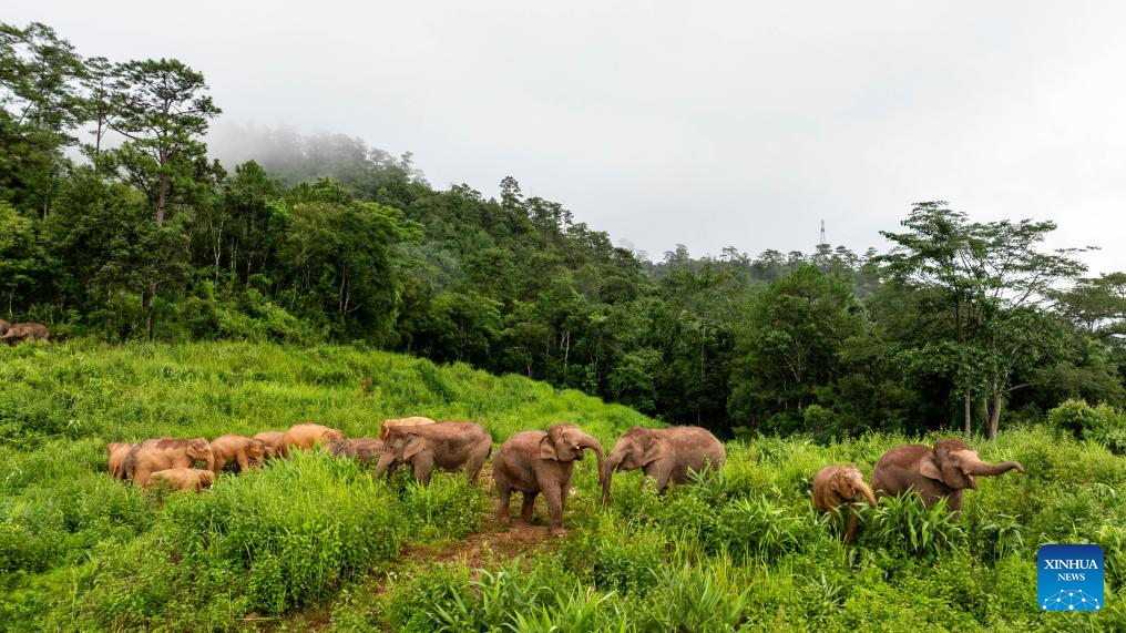 China's "wandering elephants" welcome new members-Xinhua
