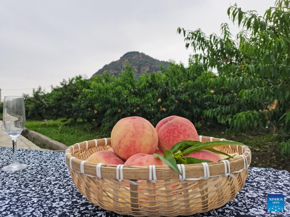 Across China: Tech-cultivation makes life, work peachy in east China-Xinhua