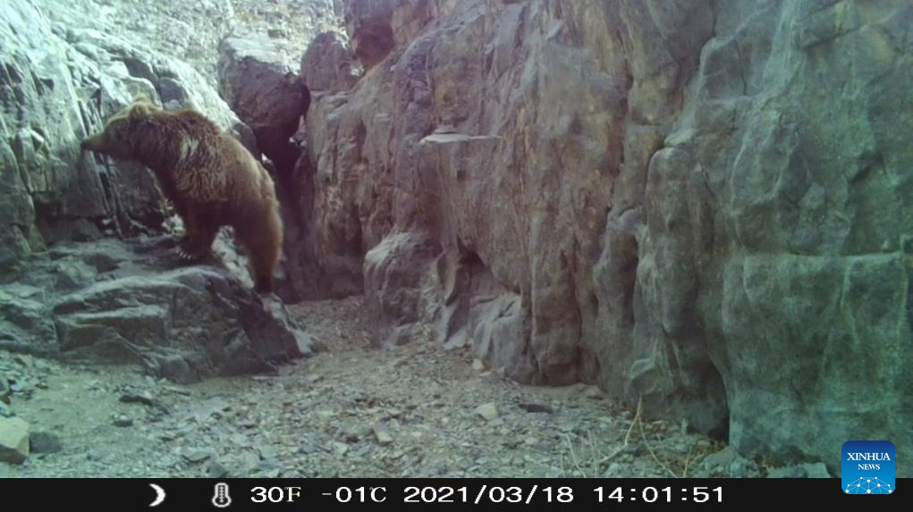 Endangered Gobi bear spotted in China for first time-Xinhua