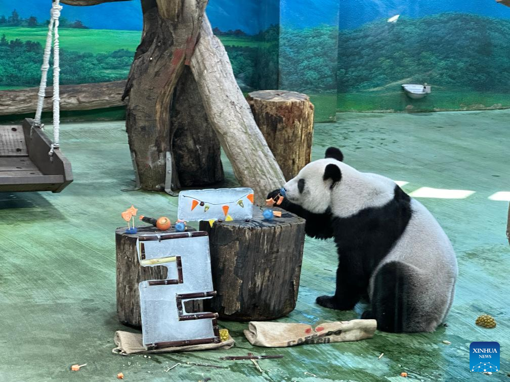 Mainland-born giant panda celebrates 20th birthday in Taipei-Xinhua