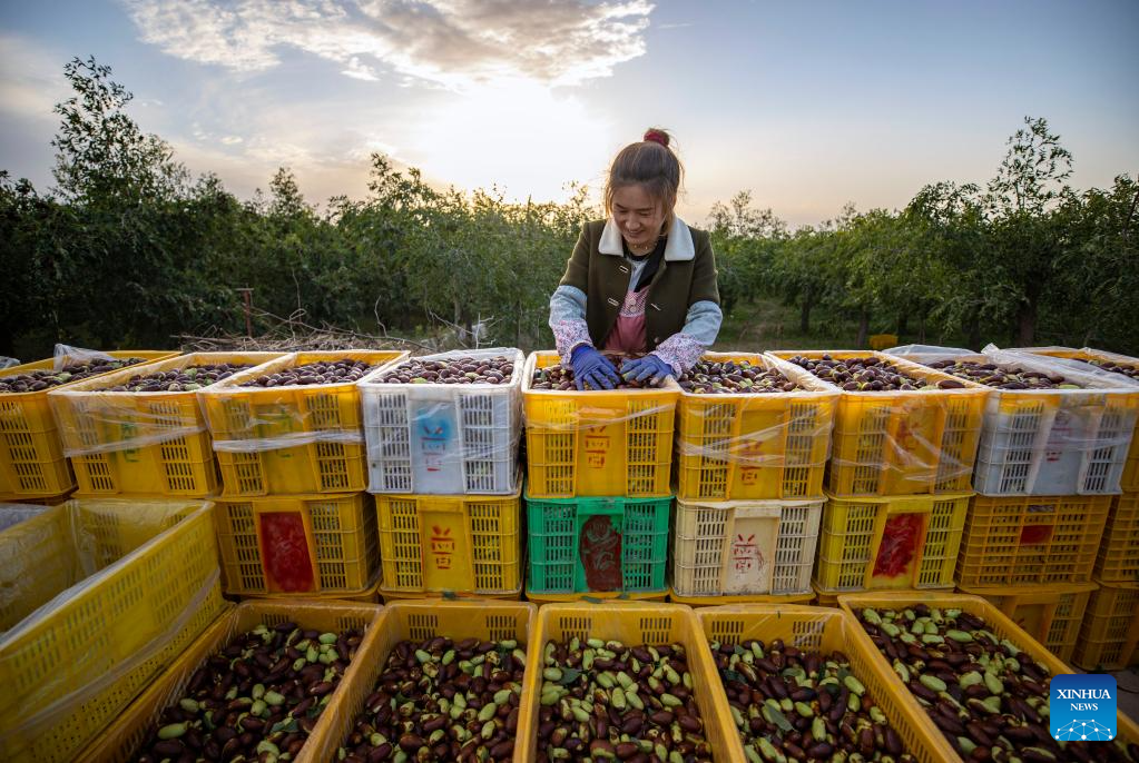 Town in China's Ningxia witnesses harvest season of specialty jujubes ...