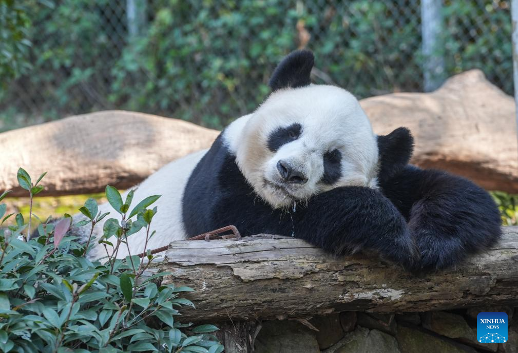 Giant pandas attract visitors in Nanjing tourist resort-Xinhua