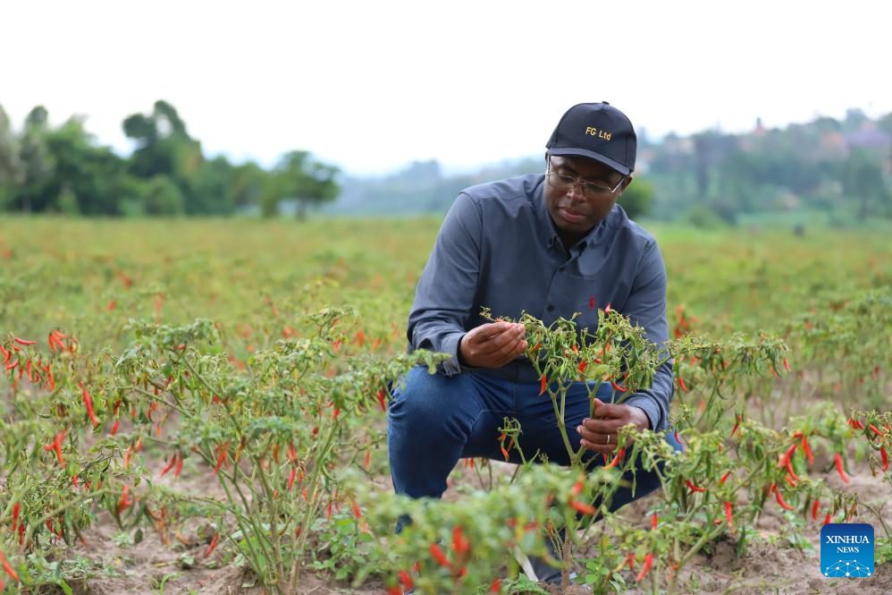 Feature: Rwandan chili farmer transforms agriculture with expertise ...