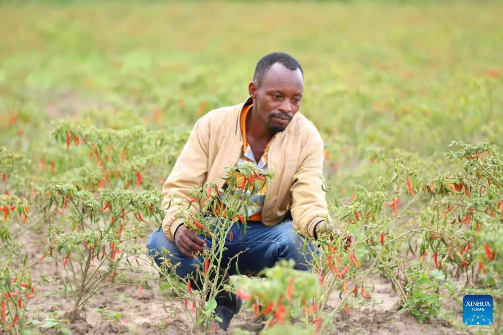 Feature: Rwandan chili farmer transforms agriculture with expertise ...