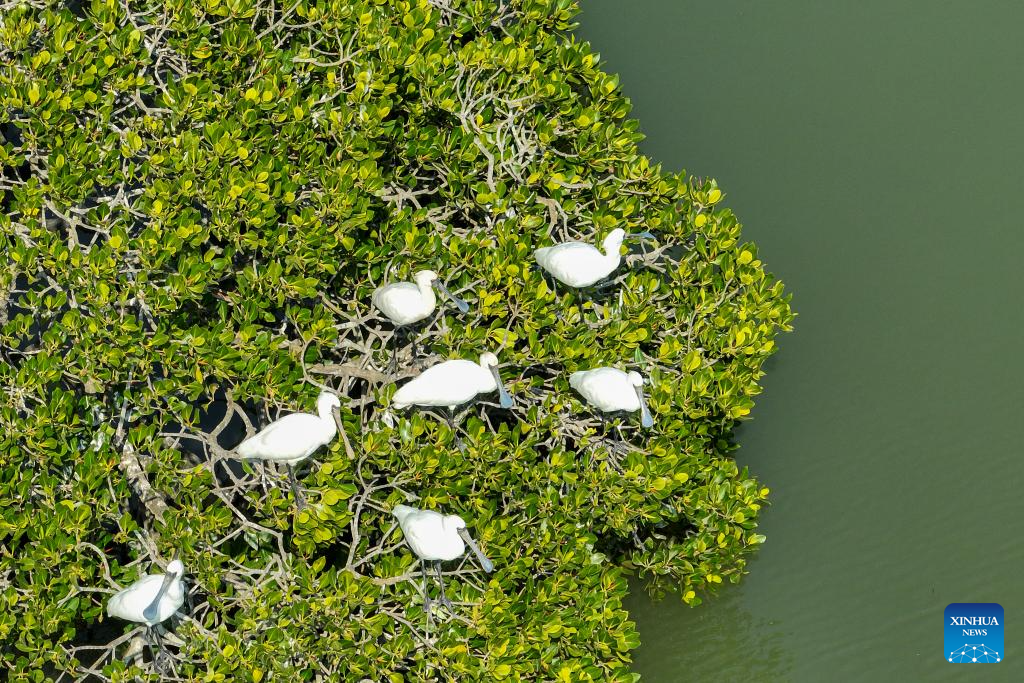 Hainan attracts migrant birds wintering thanks to improved ecological ...