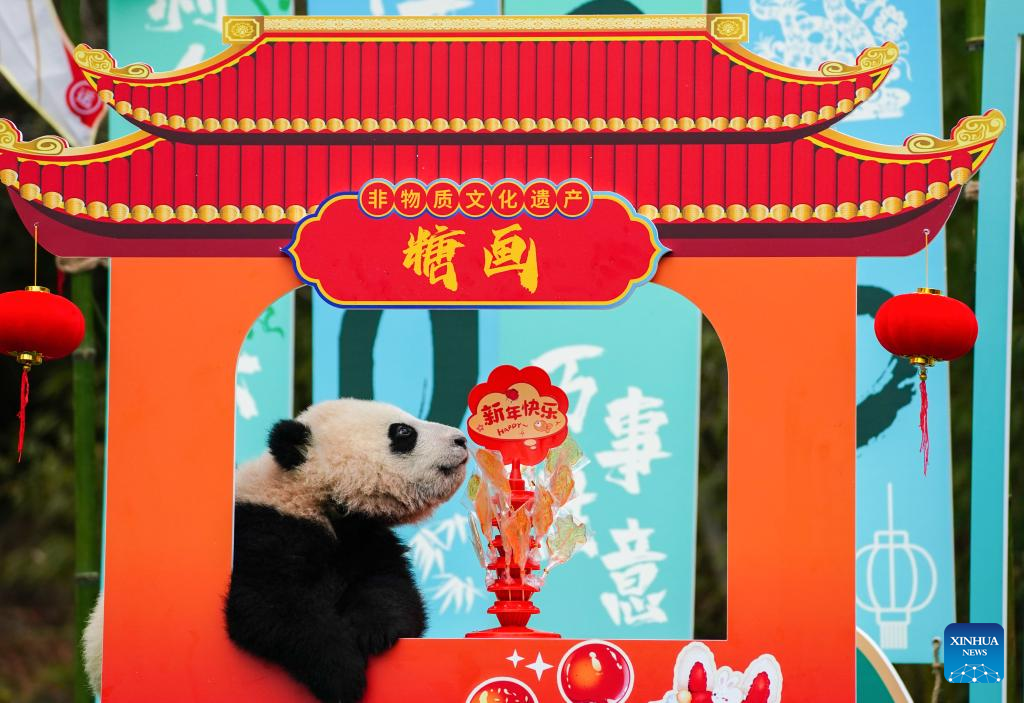 Panda cubs send Spring Festival greetings from southwest China-Xinhua
