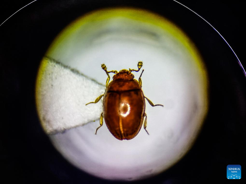 New insect species found in south China urban wetland-Xinhua