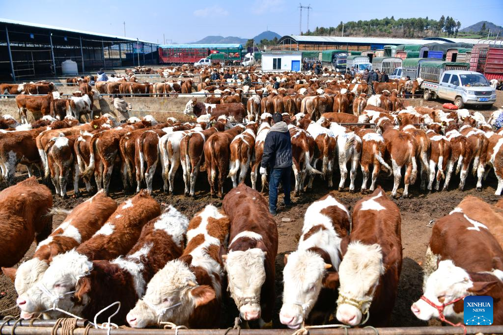 In pics: livestock market in China's Guizhou-Xinhua