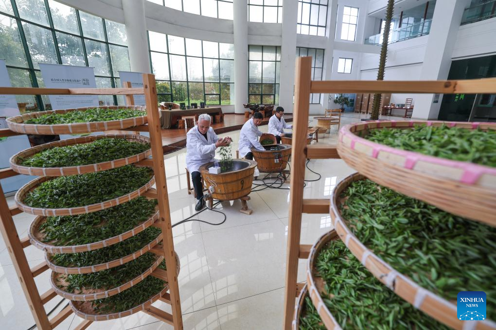 Wuzhou Juyan tea enters harvest season in China's Zhejiang-Xinhua