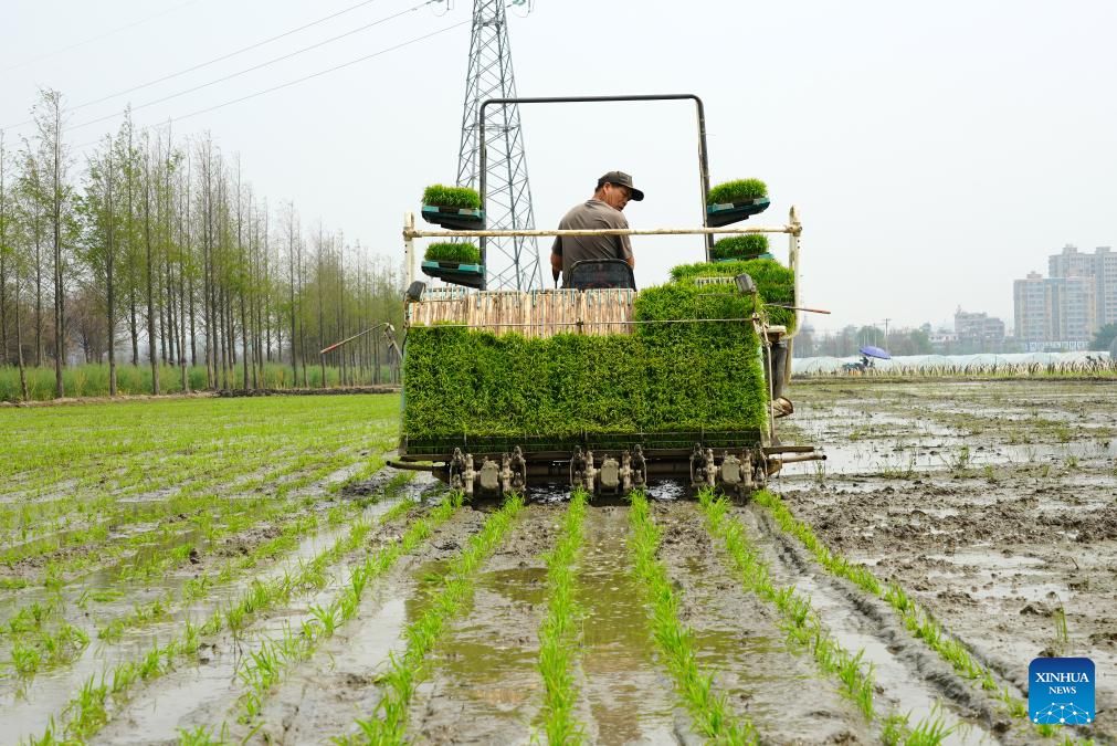 Spring farming in full swing across China-Xinhua