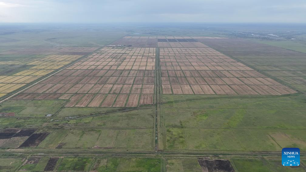 Feature: Chinese rice farm helps Mozambican farmers harvest better life ...