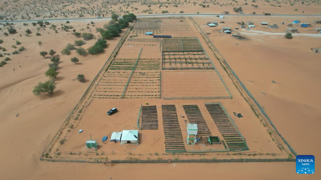 Feature: Chinese desert control edge boosts Mauritanian green efforts ...
