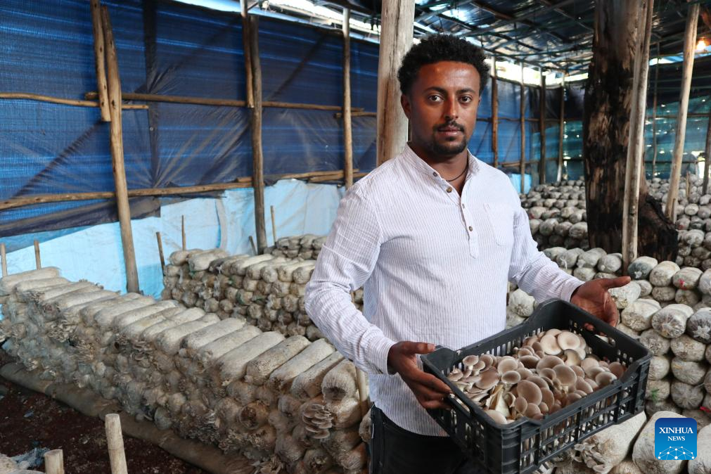 Feature: How an Ethiopian entrepreneur turns fungus into fortune?-Xinhua