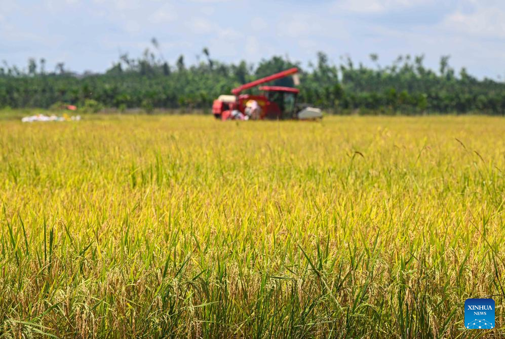 Rice harvest season arrives in South China's Hainan-Xinhua